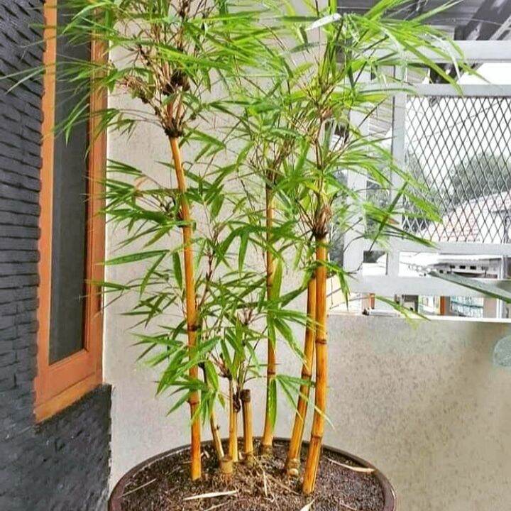 Bibit Bambu Kuning 1 Meter Tanaman Hias | Lazada Indonesia