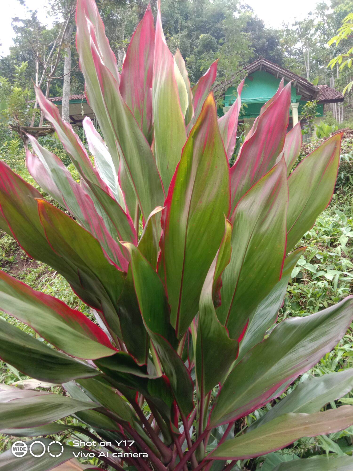 DAUN ANDONG ATAU DAUN HANJUANG PER 20 LEMBAR | Lazada Indonesia