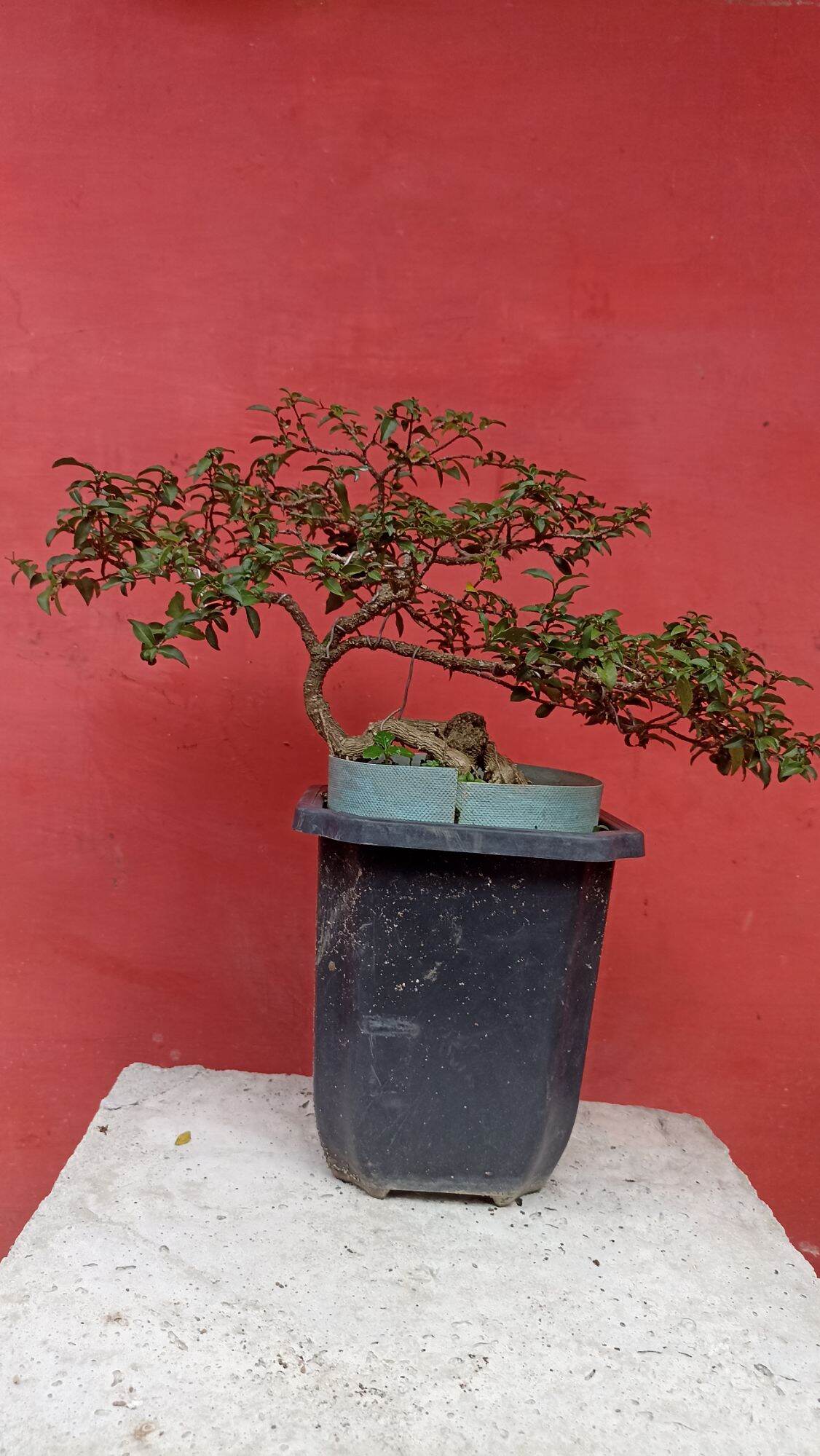 Bonsai Sakura Micro Prospek | Lazada Indonesia
