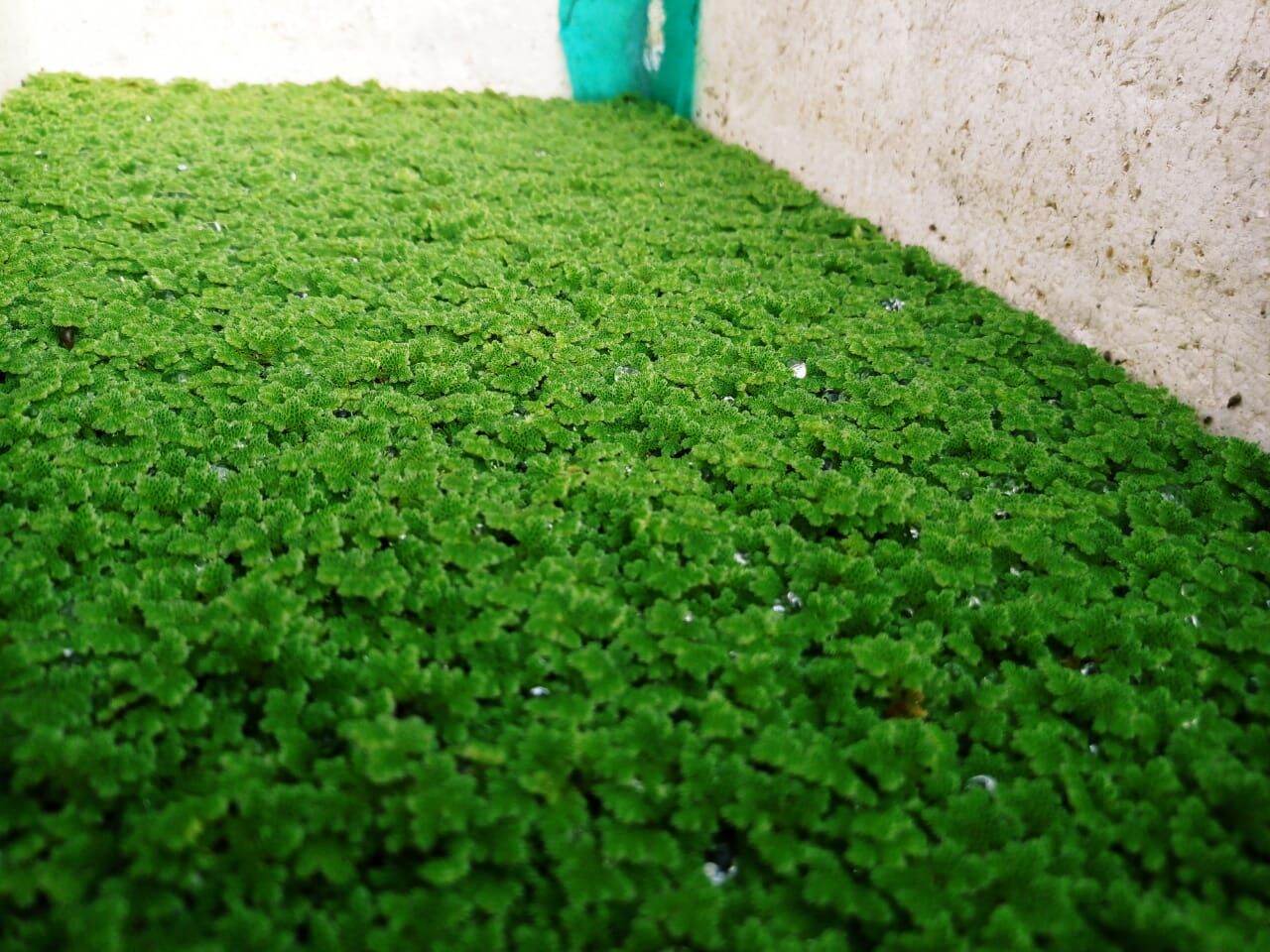 BIBIT AZOLLA PINATA 100GR AZOLA MICROPYLLA | Lazada Indonesia