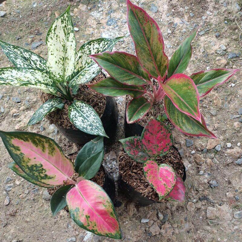 bunga aglonema paket 4 pohon | Lazada Indonesia