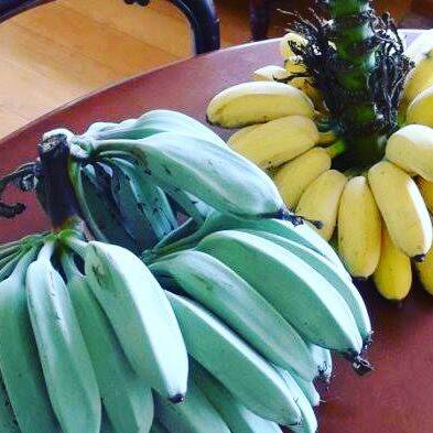 pisang biru /banana blue Java /pisang es krim /pisang unik | Lazada ...