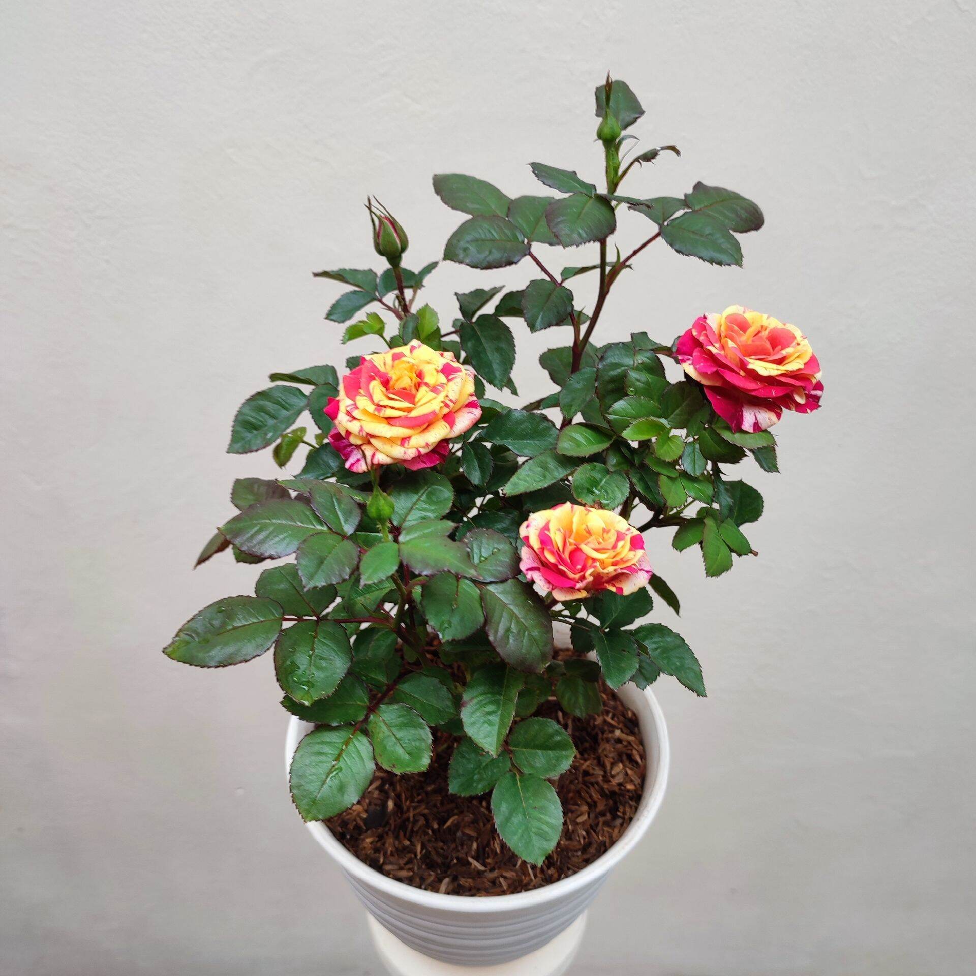 Bunga mawar Hidup Holand batik | Lazada Indonesia