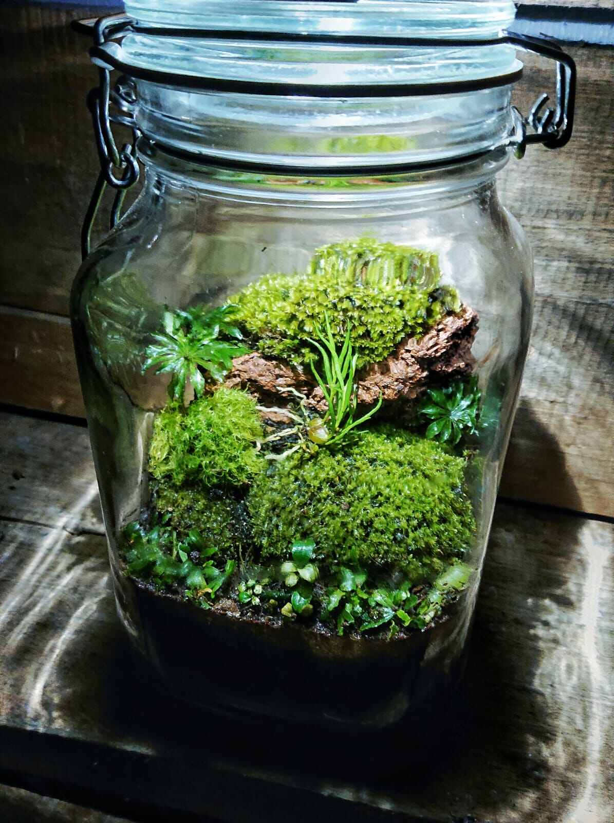 terrarium jar kit medium | Lazada Indonesia