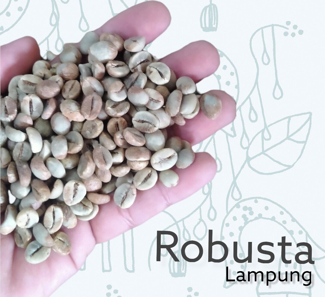 biji kopi robusta premium lampung barat | Lazada Indonesia