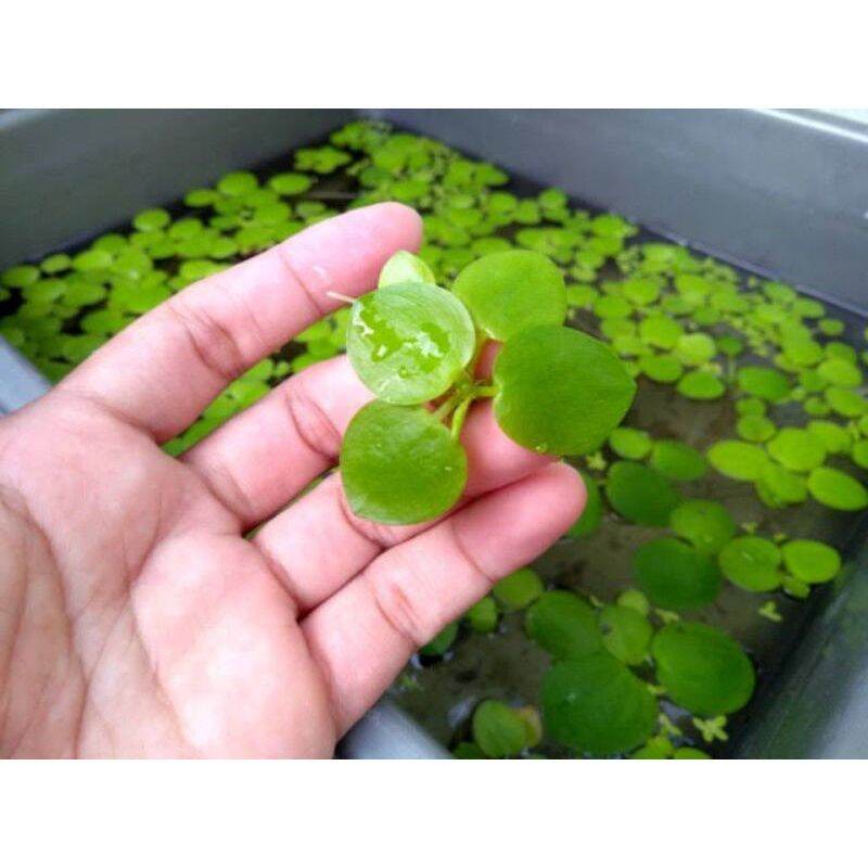 frogbit tanaman amazon - tanaman air apung frogbit ikan hias murah ...
