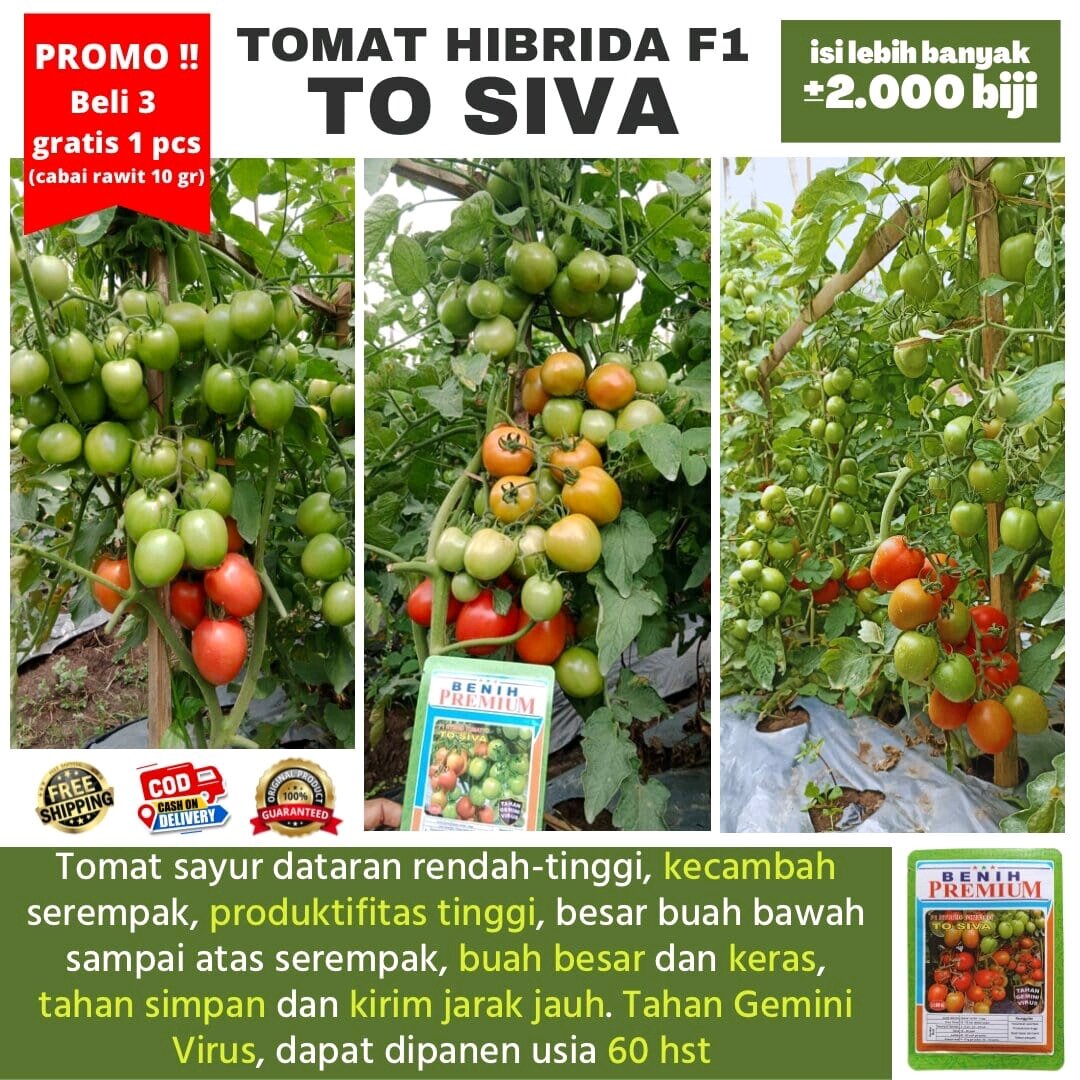 (BELI 3 GRATIS 1) Benih Bibit Tomat Hibrida F1 TO SIVA ± 2.000 Biji ...