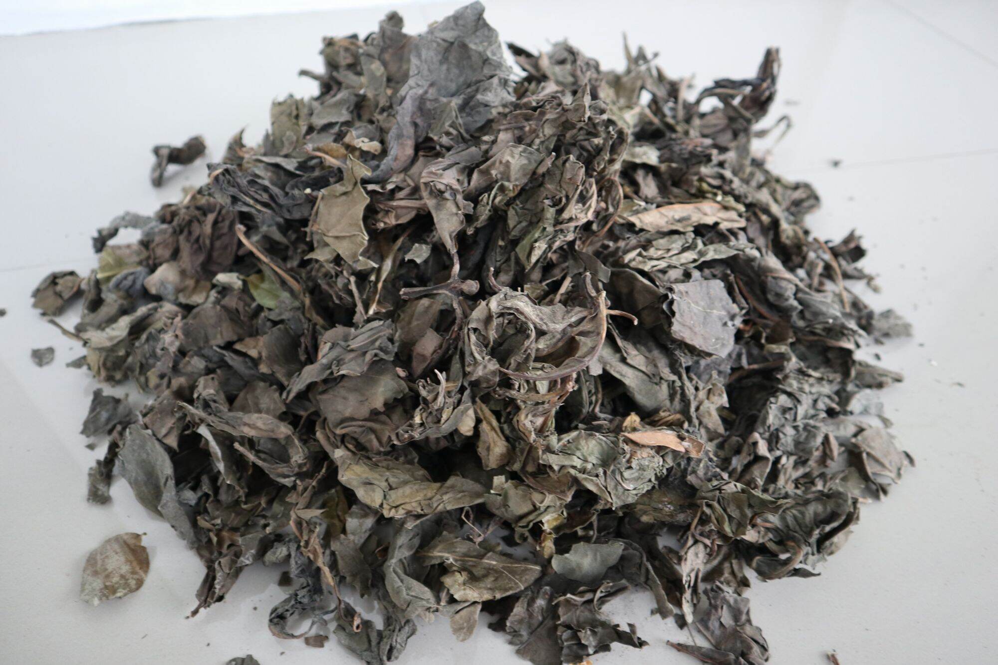 Daun pace/mengkudu kering ori 5kg | Lazada Indonesia