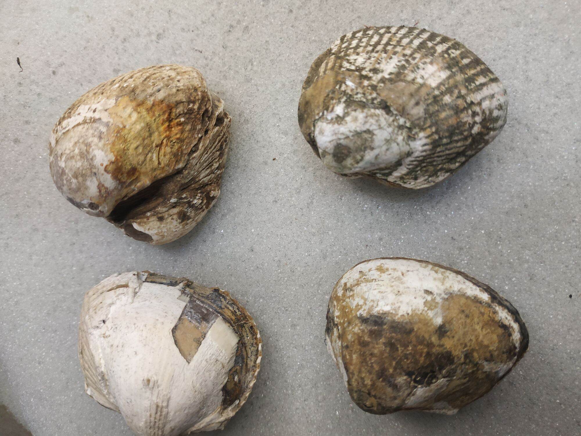 natural fosil kerang besar | Lazada Indonesia