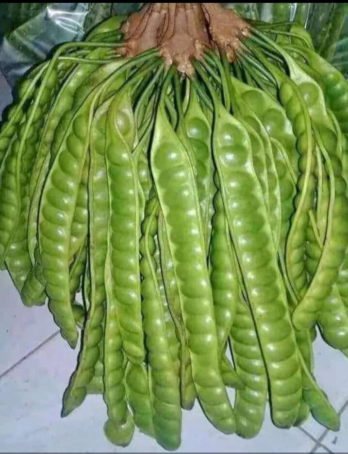 petai superan isi 10 papan/biji | Lazada Indonesia