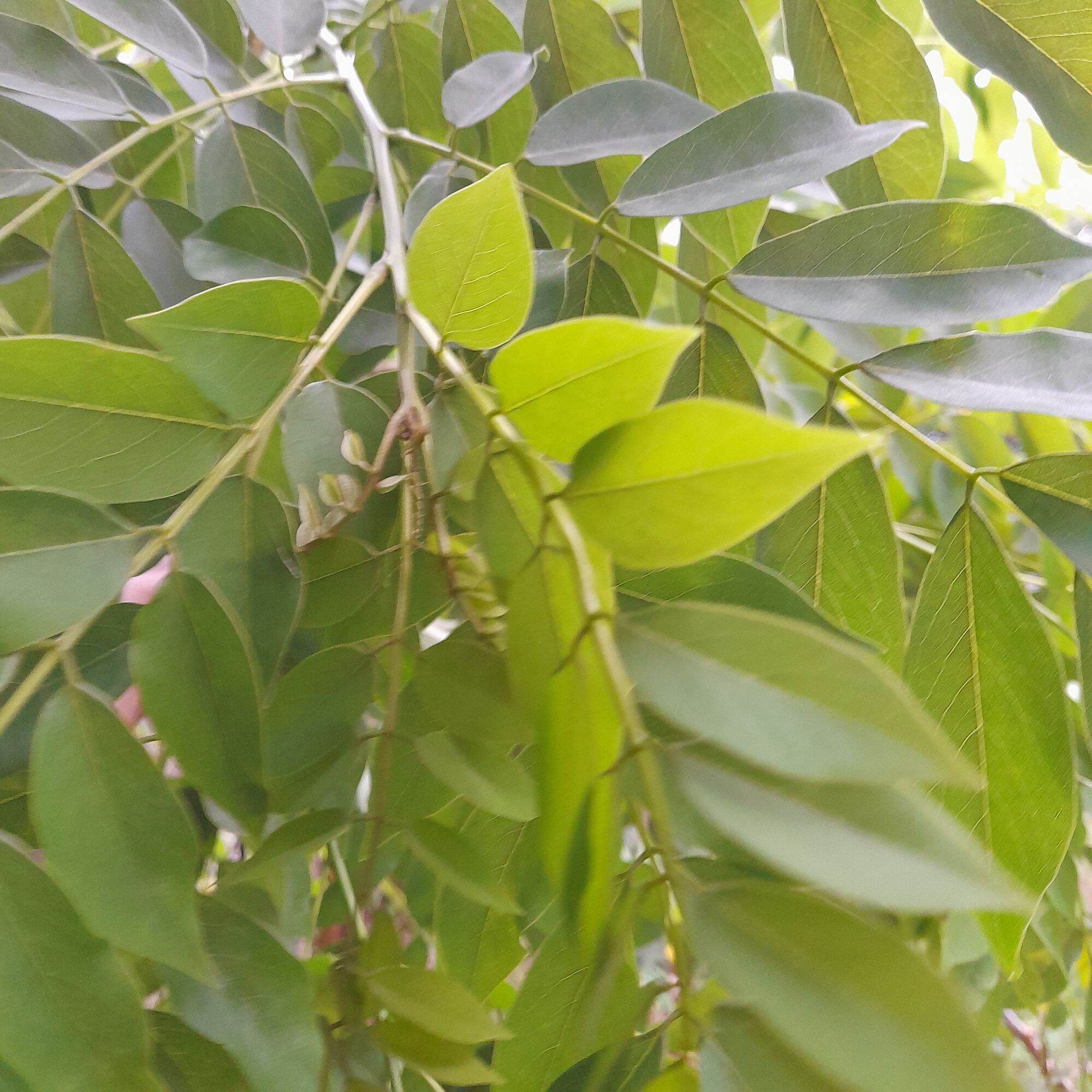 Herbal daun gamal segar 1 kg | Lazada Indonesia