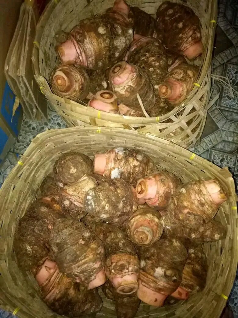 JUAL TALAS KIMPUL PULEN 1 KG DIJAMIN ENAK | Lazada Indonesia