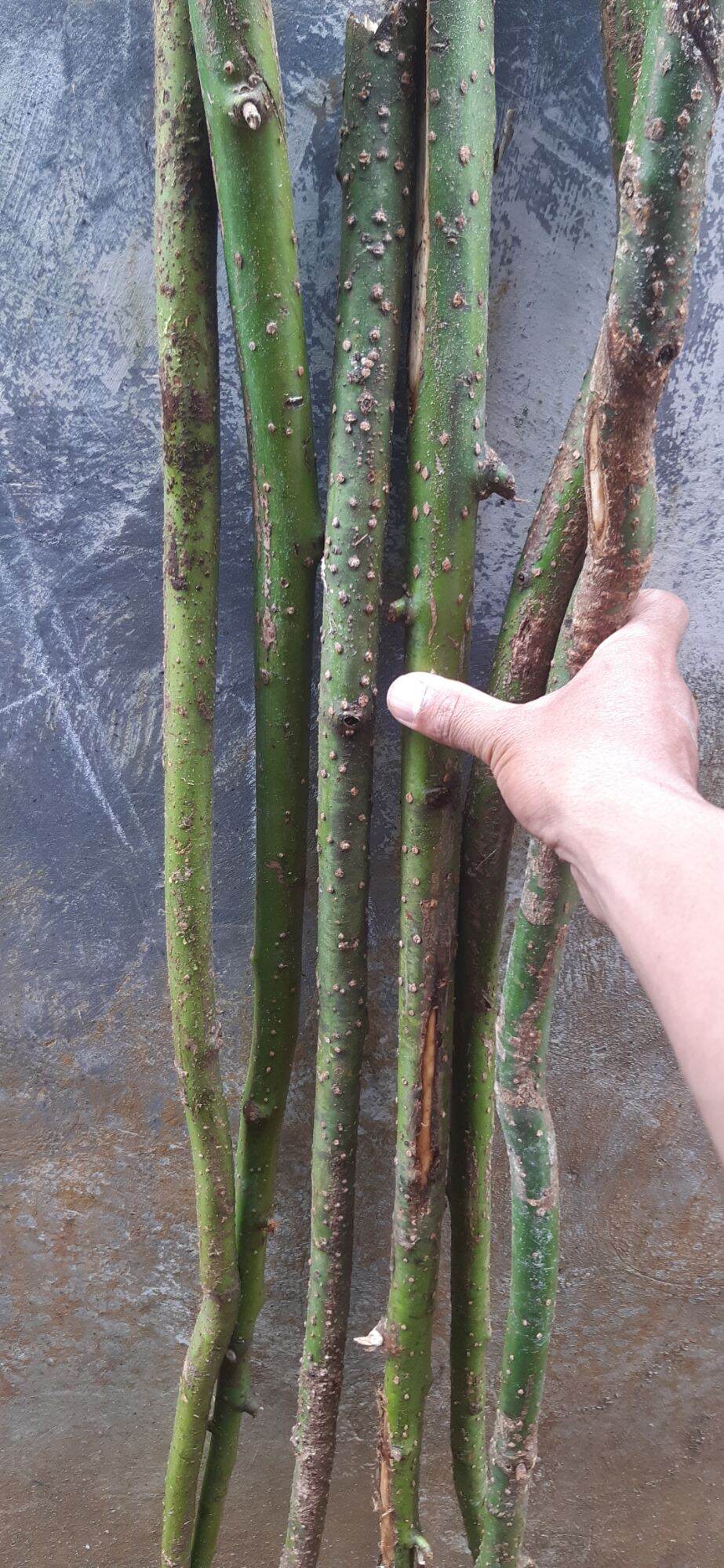 kayu lemo dapat 3 batang panjang 1 meter. | Lazada Indonesia