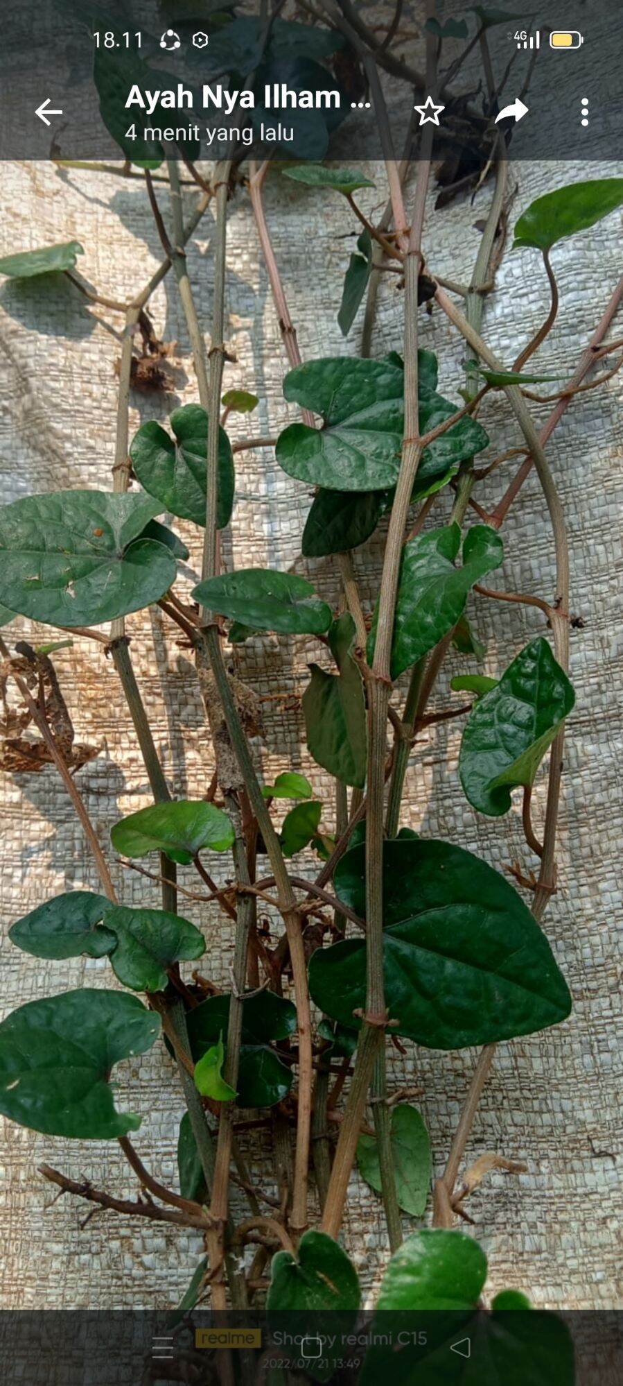 cabe rambat | Lazada Indonesia