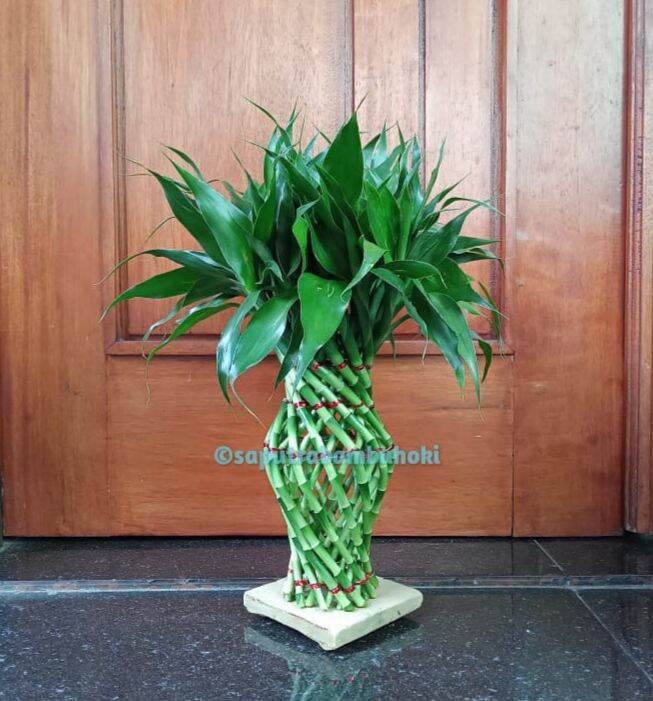 Bambu Hoki / Bambu Rejeki Model Guci 15 Tinggi 30-35cm | Lazada Indonesia