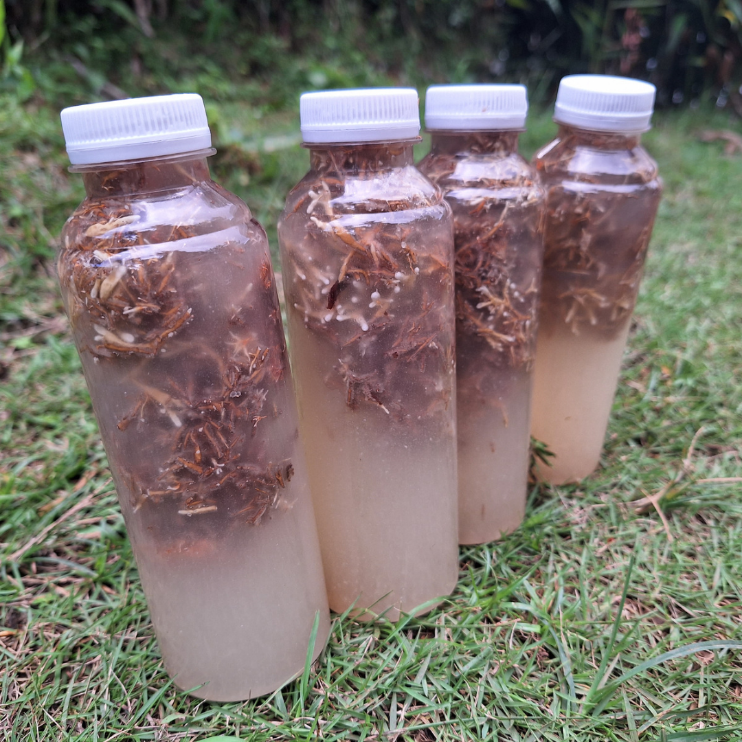 Bibit jamur jakaba pupuk organik pupuk jamur biang jakaba jamur ...