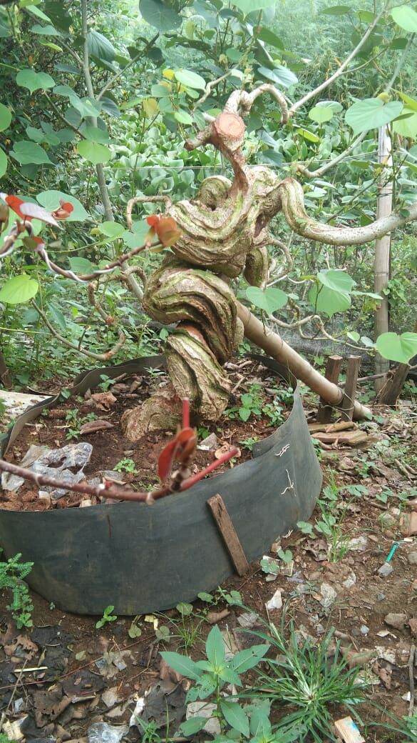 setek batang waru india#setek batang waru thailand merah#stek batang ...