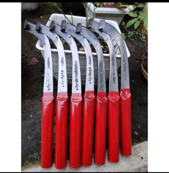 pisau sadap karet baja per asli tanpa asah produksi sendiri | Lazada ...