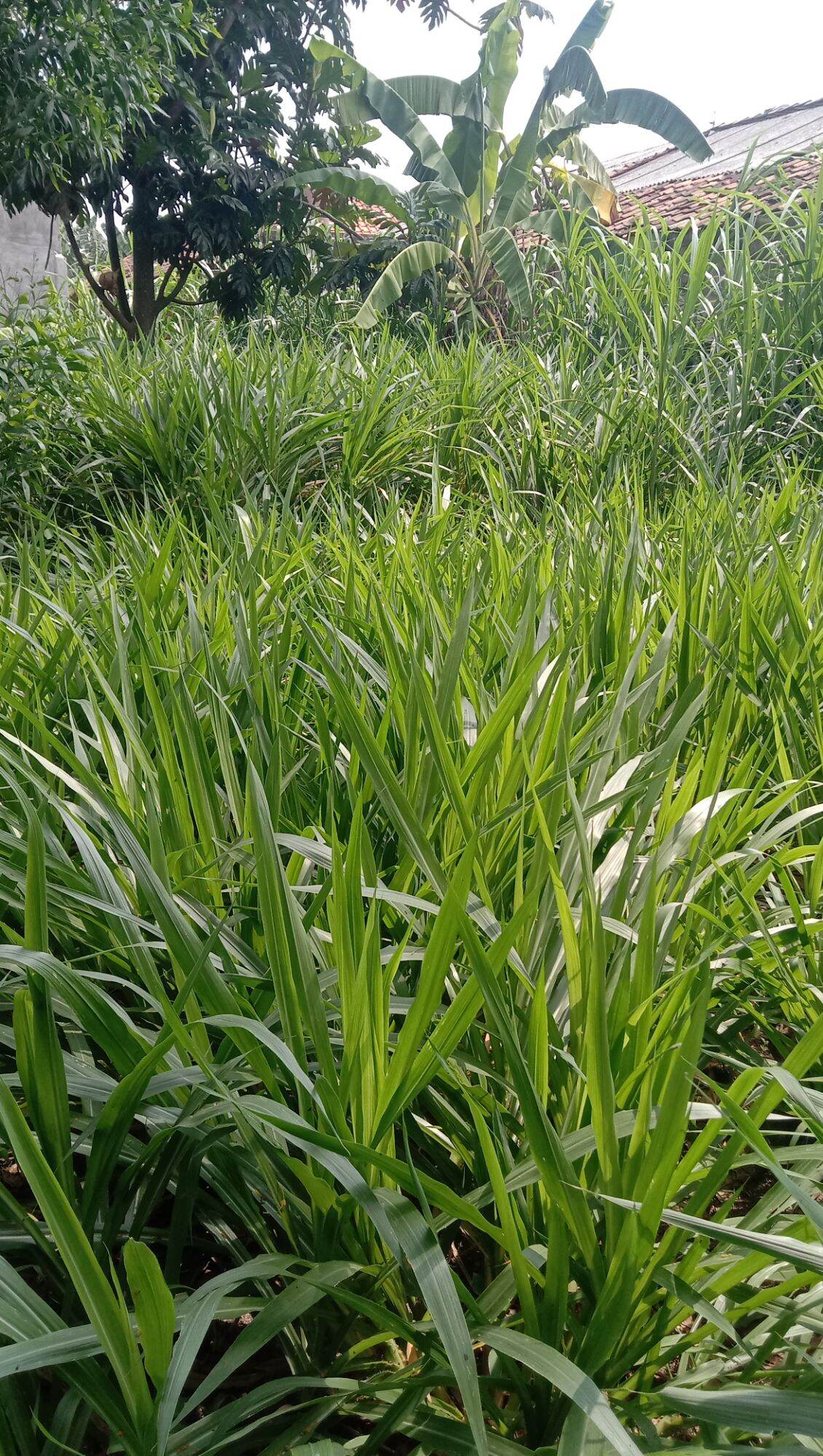 rumput odot super | Lazada Indonesia
