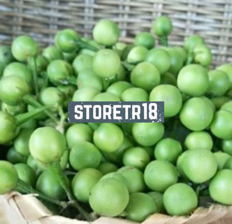 Buah Cepokak atau Takokak Segar 1 kg / Herbal Mata Minus | Lazada Indonesia