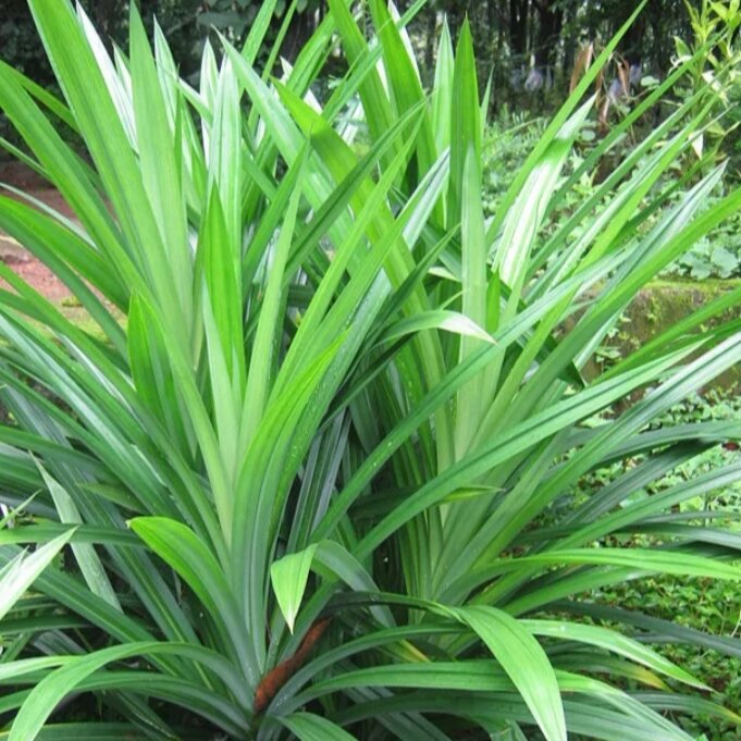jual bibit pandan siap tanam/pandan wangi pandanus amaryllifolius roxb ...