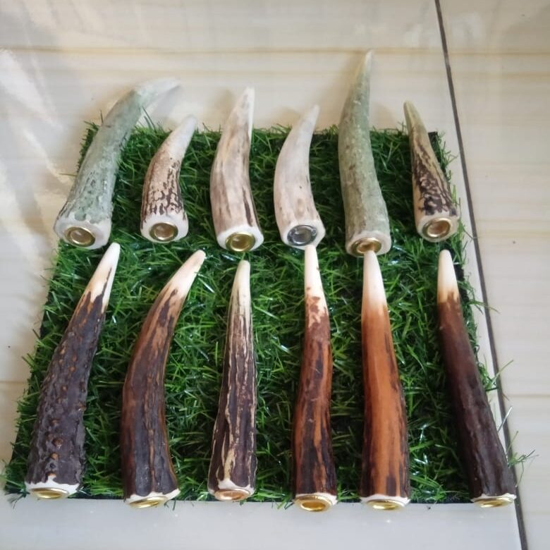 ONCE ROKOK TANRUS ( TANDUK RUSA ) ORIGINAL 9-12 CM | Lazada Indonesia