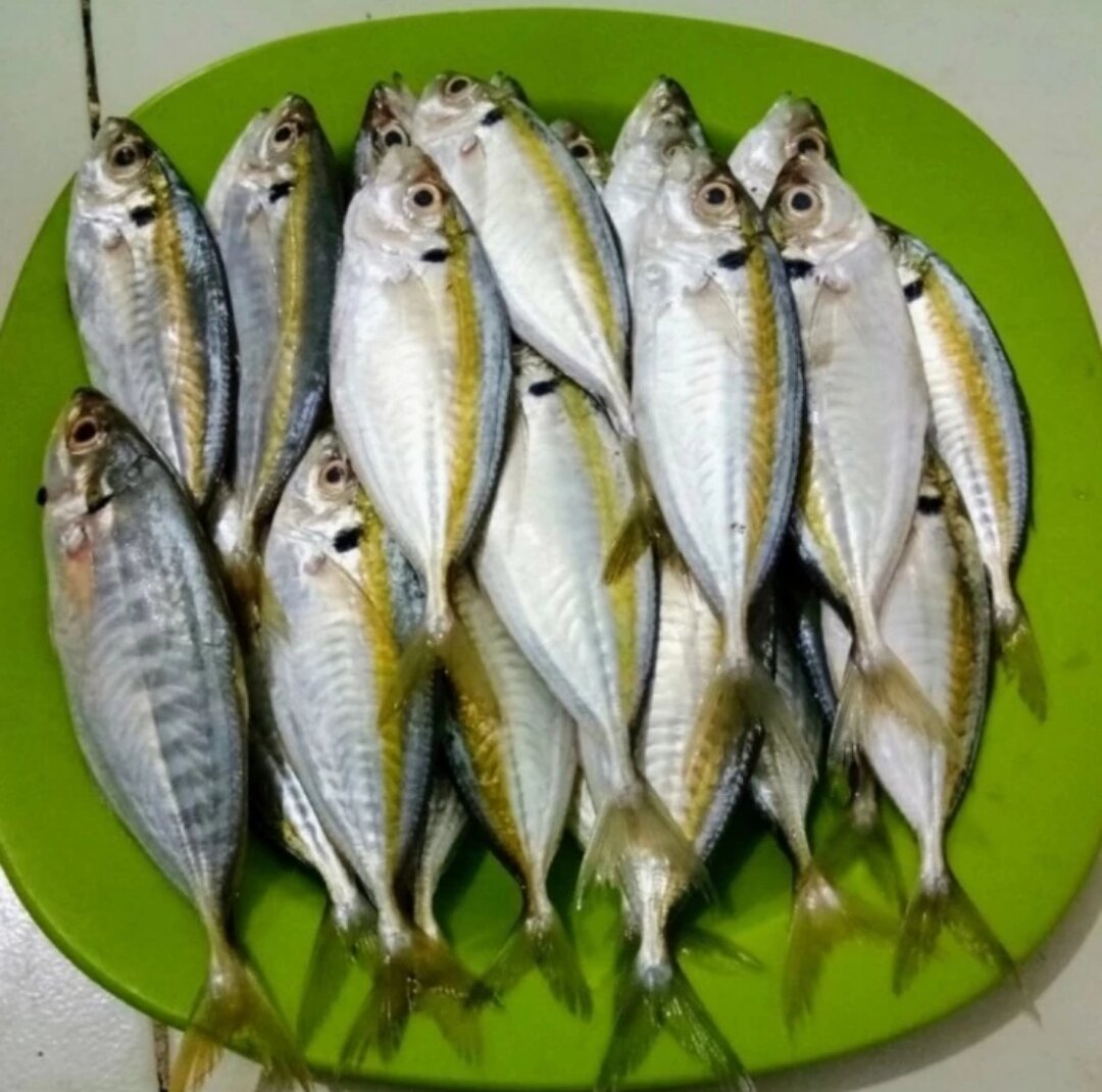 ikan selar fresh | Lazada Indonesia