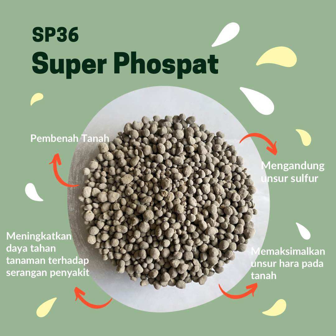 Pupuk SP36 (1kg) | Lazada Indonesia