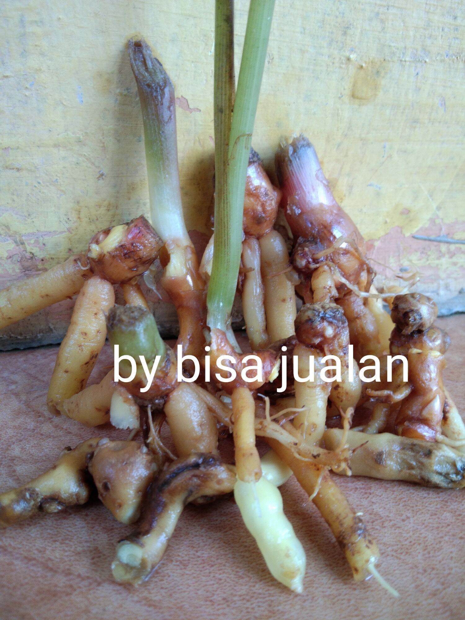 temu kunci 1kg|temu kunci segar | Lazada Indonesia