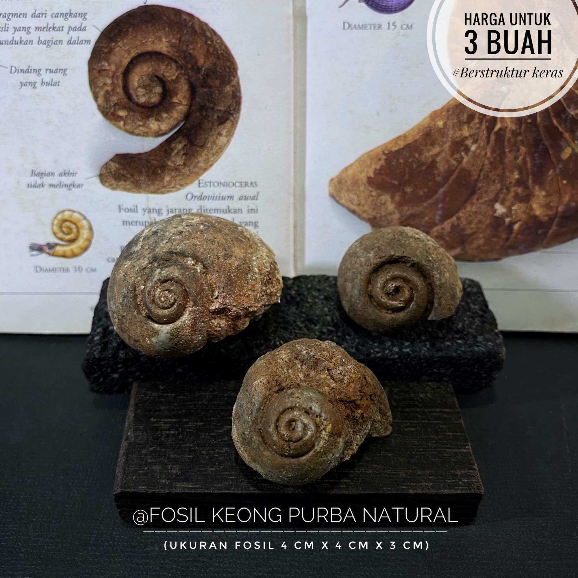 Fosil Keong Purba Natural B72 atau Fosil Kerang atau Fosil Gastropoda ...