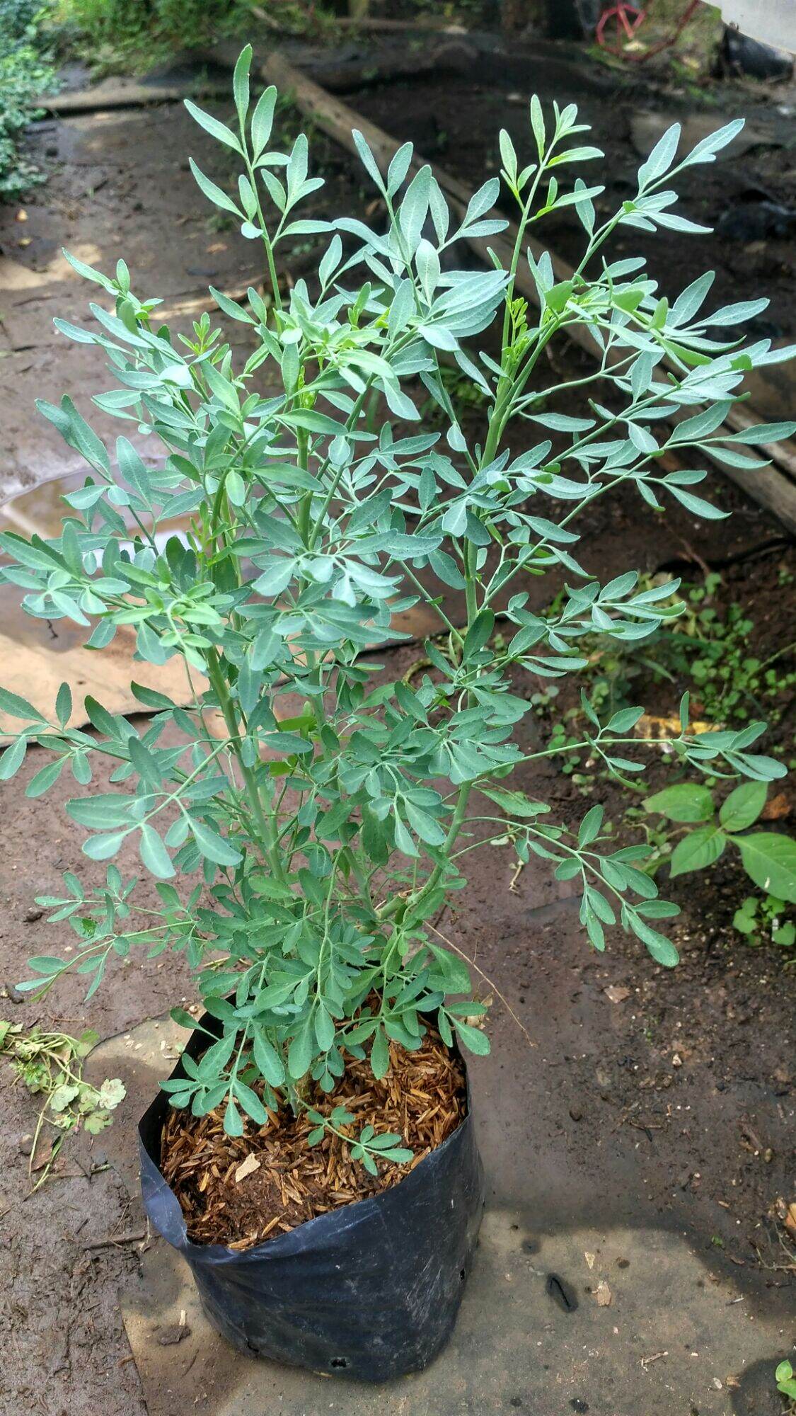 Bibit Tanaman Inggu / Caocao / Ruta Angustifolia (L) Pers | Lazada ...