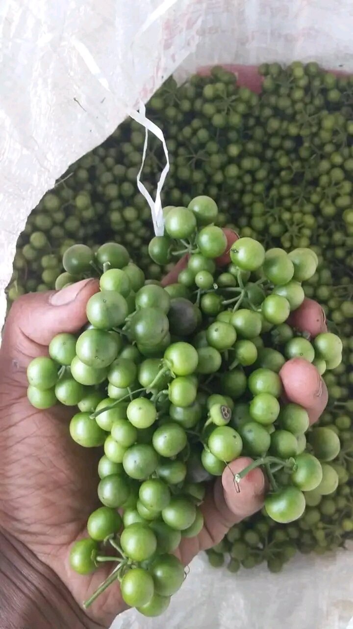 lencak lenca 1kg murah | Lazada Indonesia