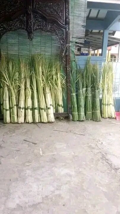 daun janur kelapa | Lazada Indonesia