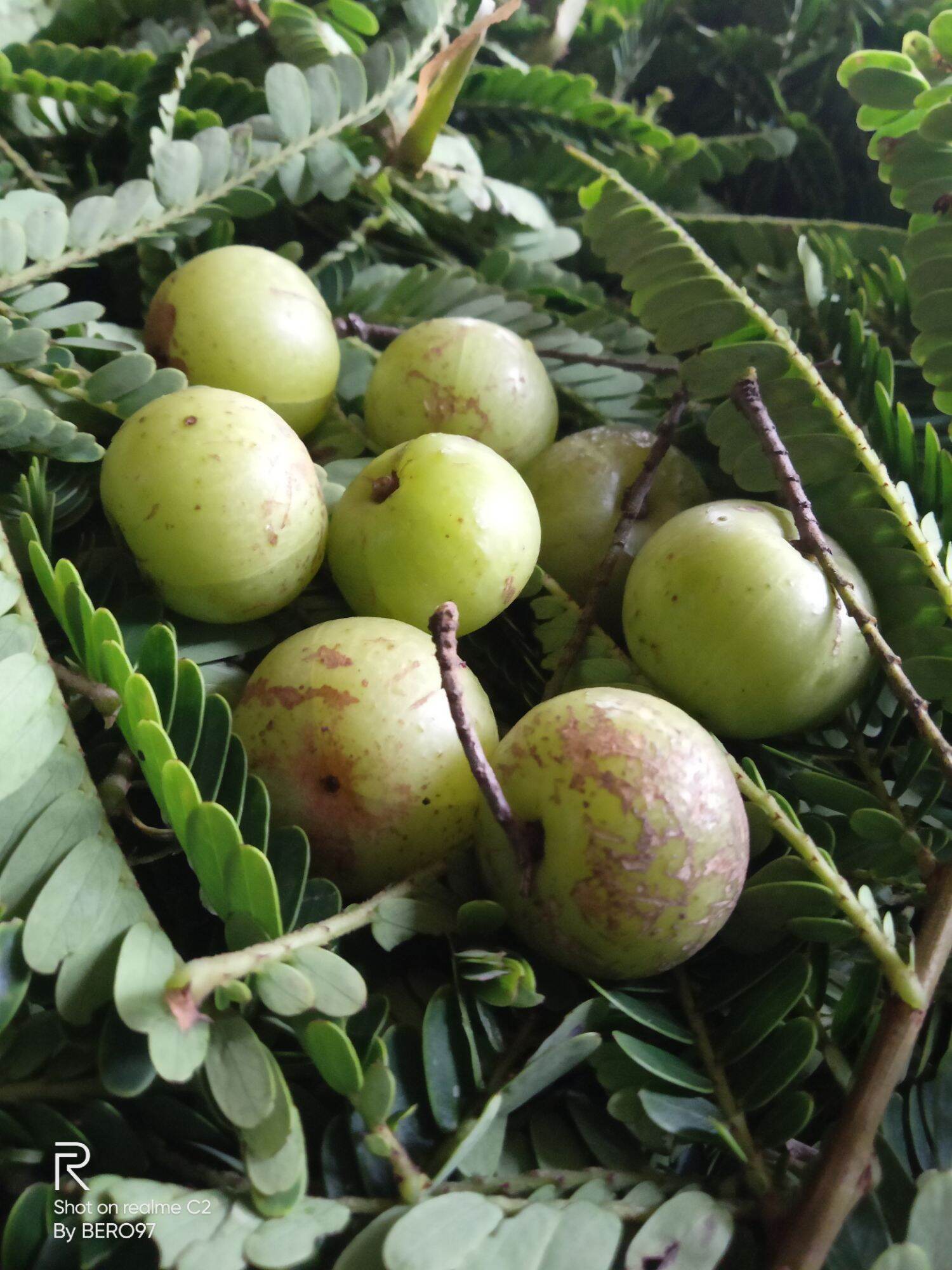 Buah malaka segar fres per 500gram | Lazada Indonesia