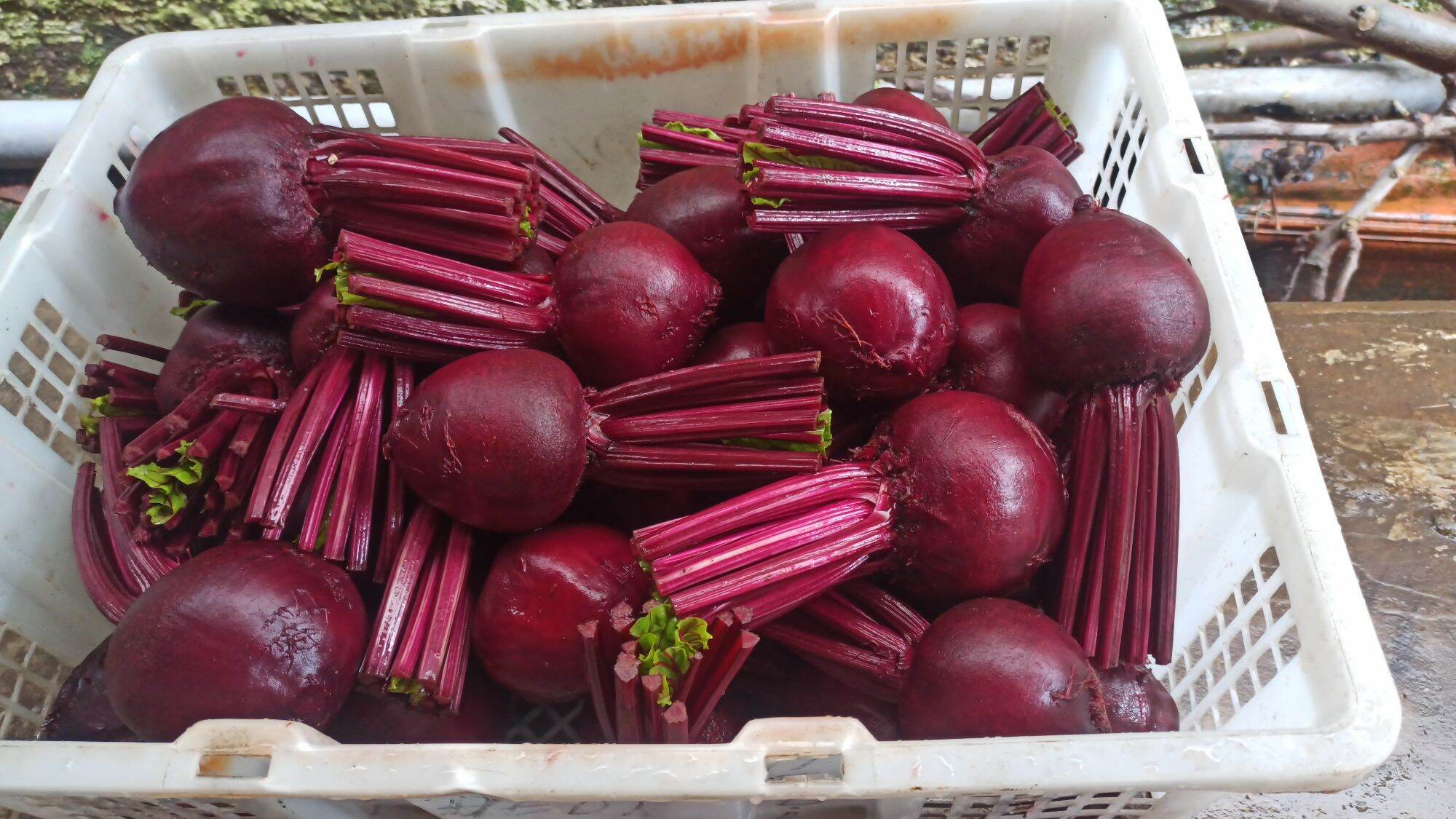 bit root segar/ beet root fresh 1 kg | Lazada Indonesia