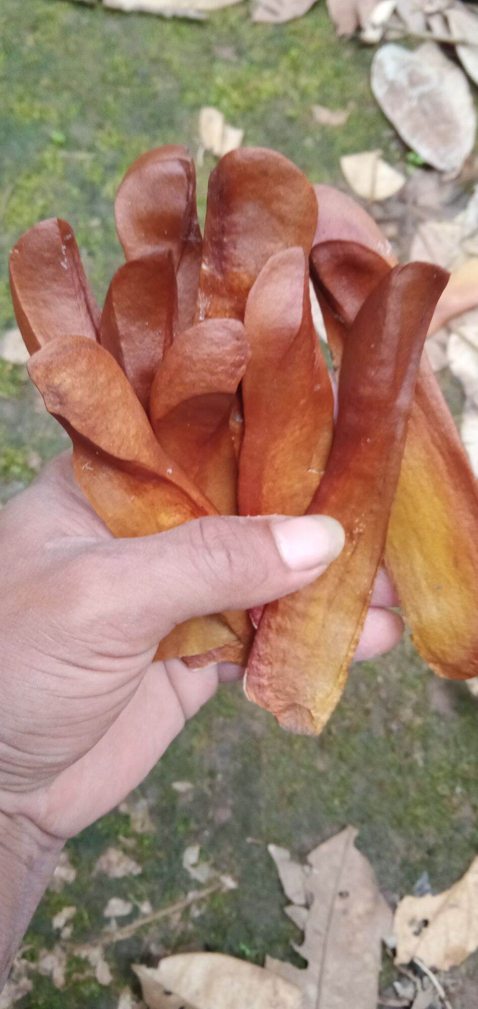 BUAH POHON MAHONI BENIH BUAH POHON MAHONI MURNI MURAH MERIAH 50 buah ...