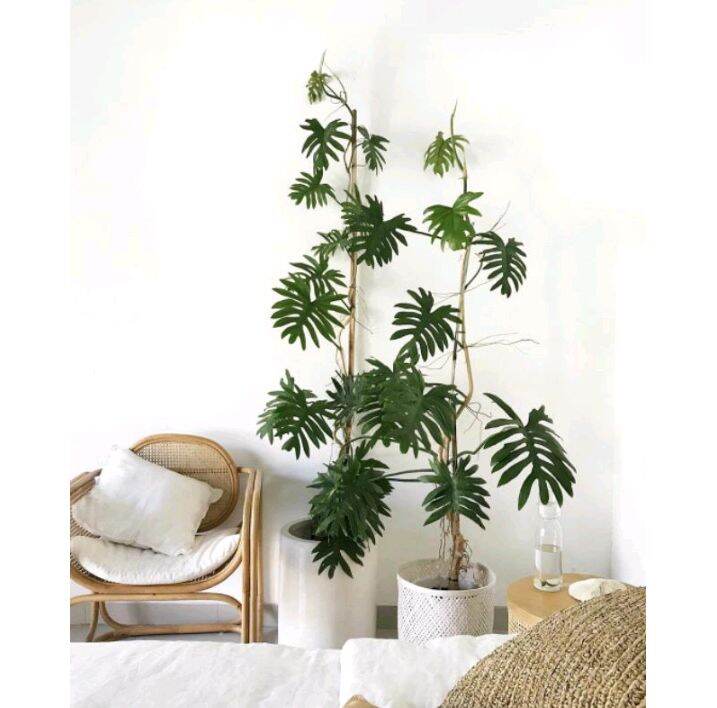 philodendron mayoi - tanaman hias philo mayoi - ( BISA COD ...