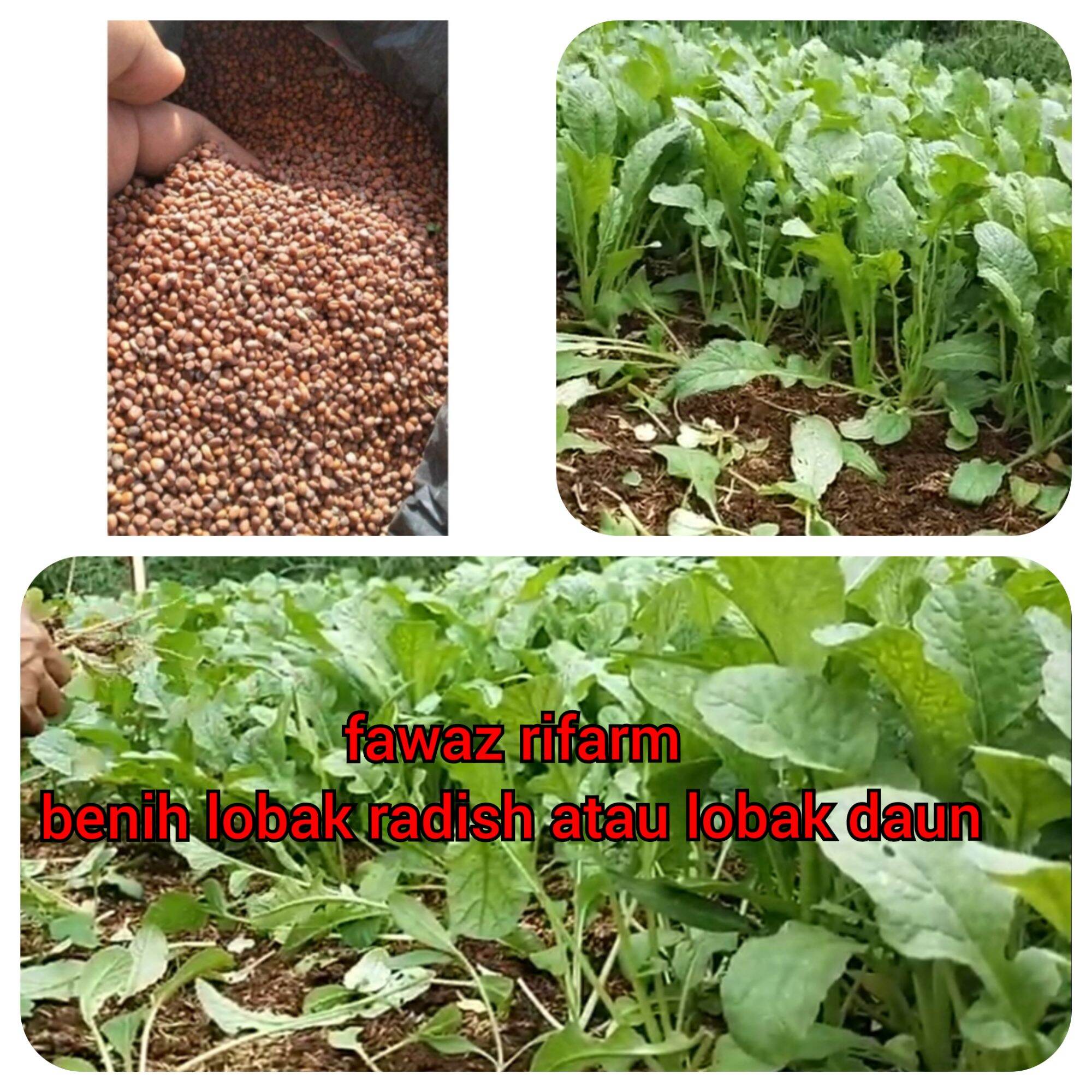 benih lobak daun atau lalap 1000 butir | Lazada Indonesia