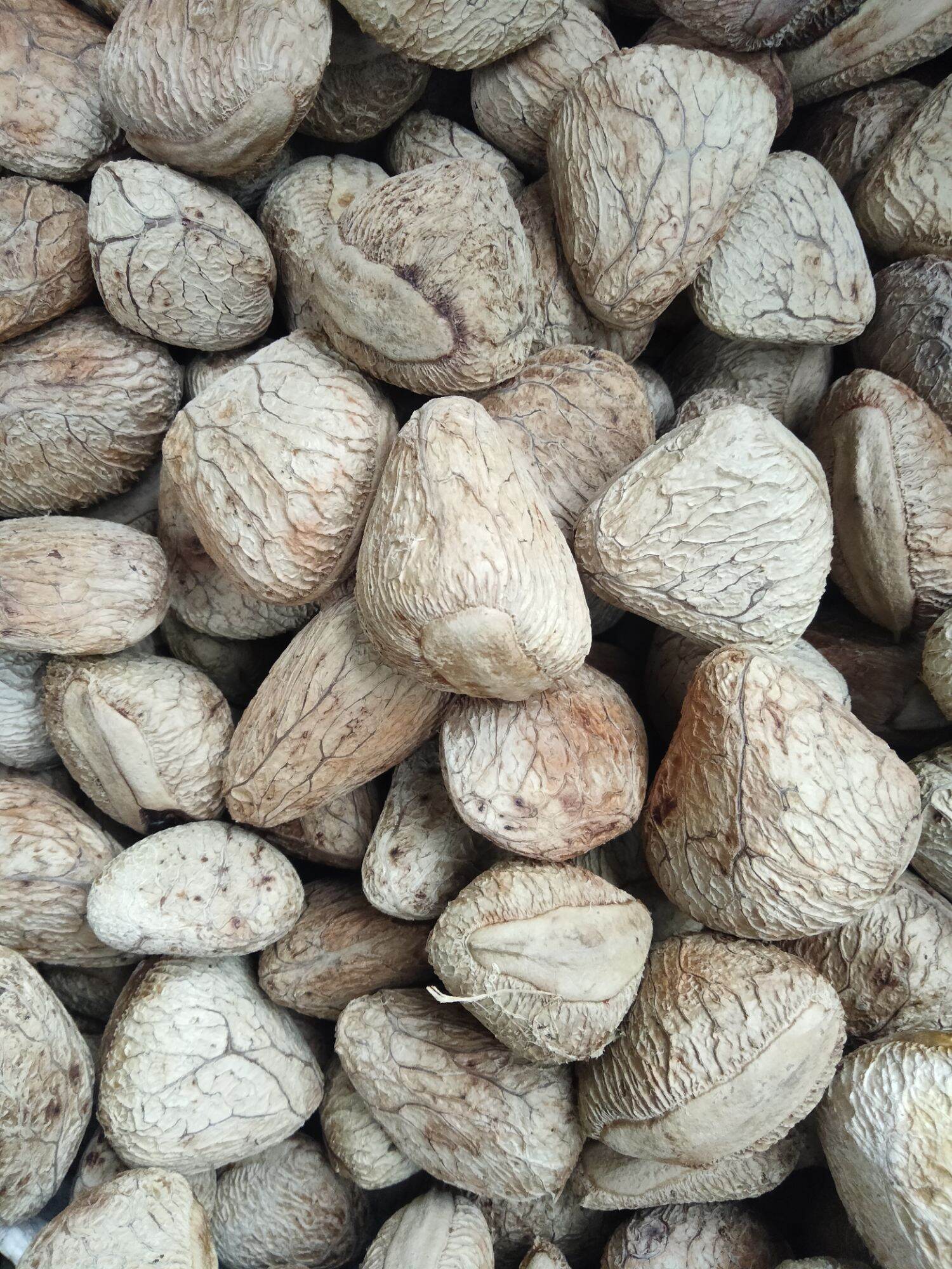 jual buah Picung tua atau buah kelewek 1 kg | Lazada Indonesia