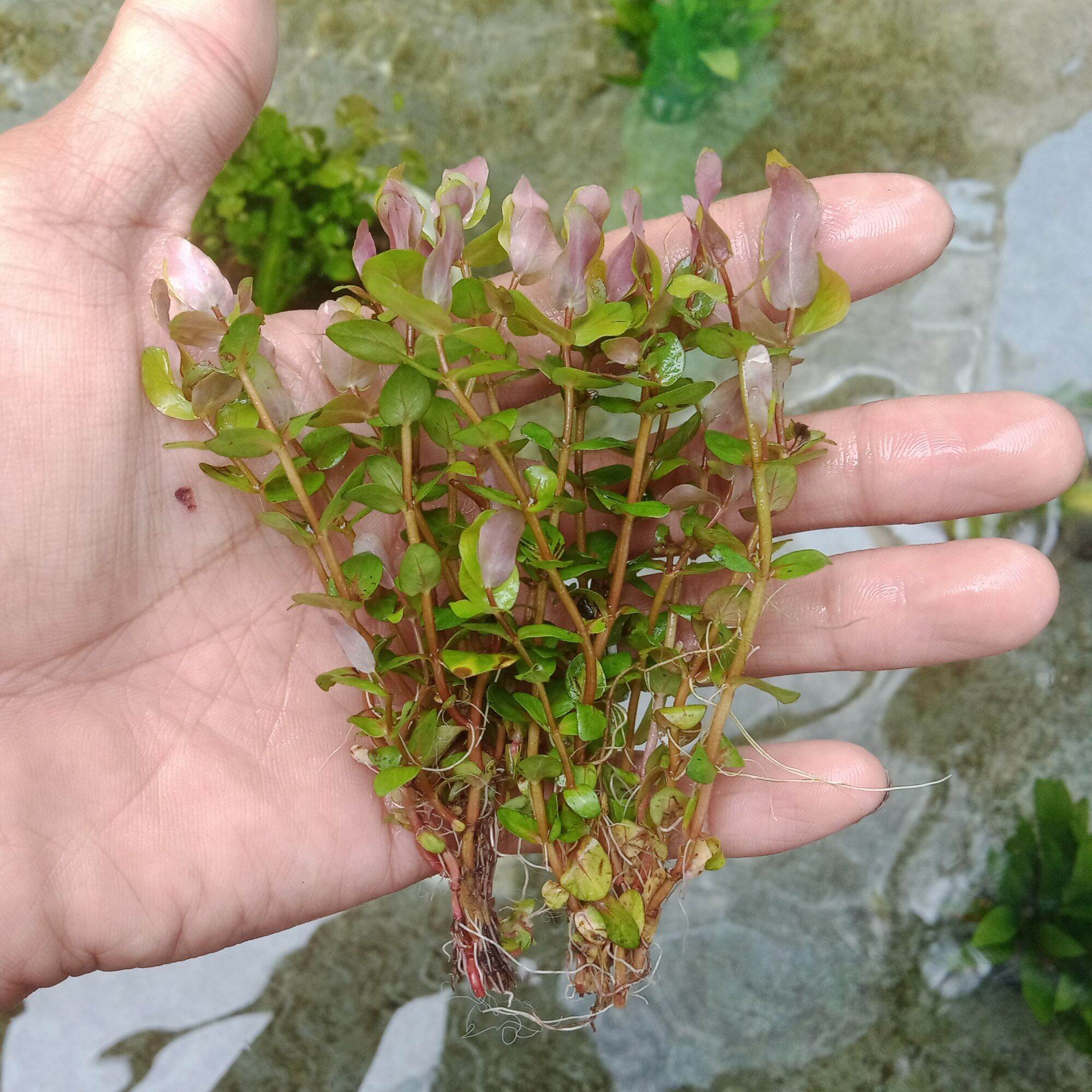 Rotala Macranda Mini Butterfly Tanaman Aquascape 20 Batang | Lazada ...