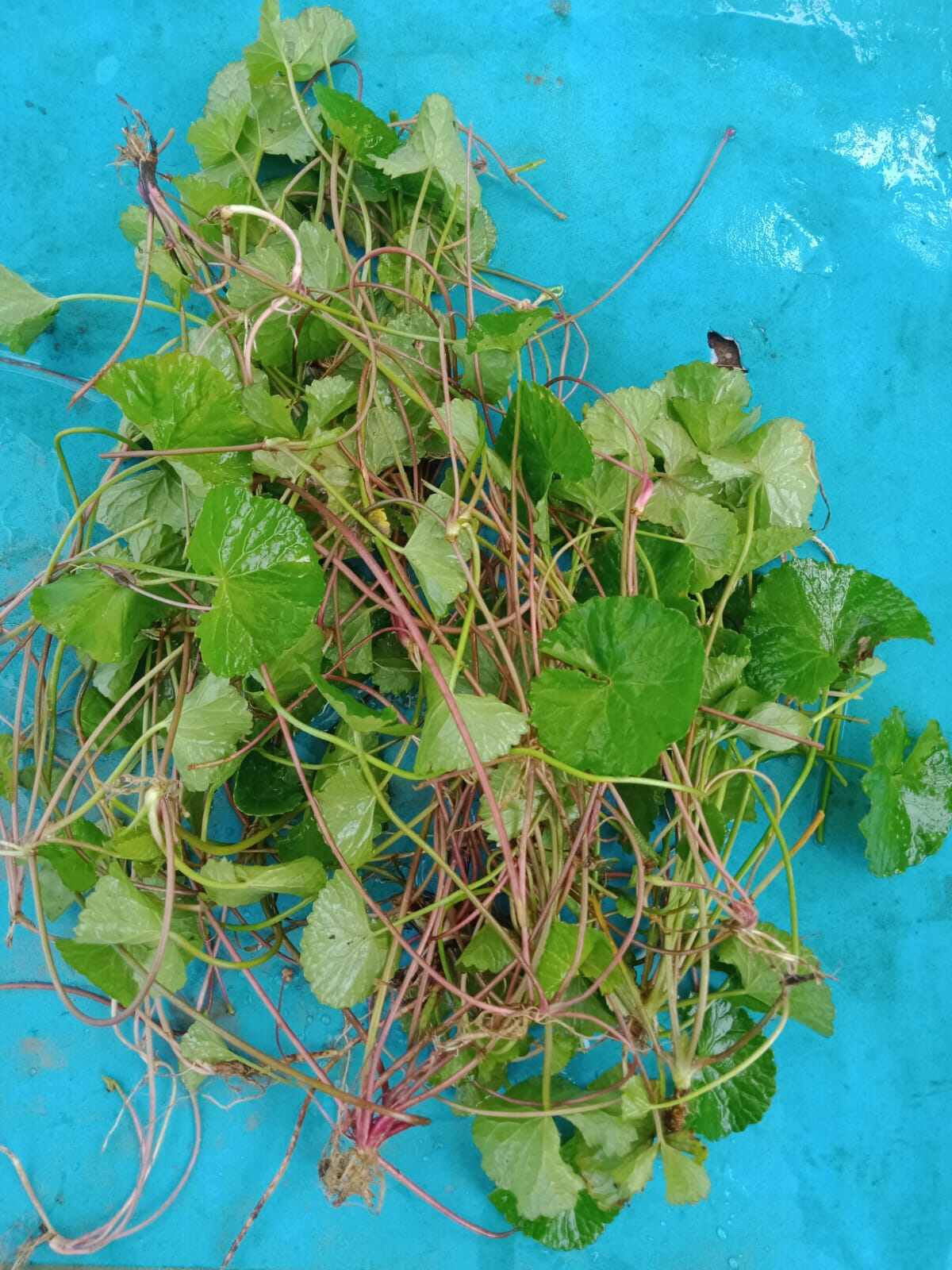 Pegagan segar 1 kg bersih antanan batang merah obat herbal anemia ...