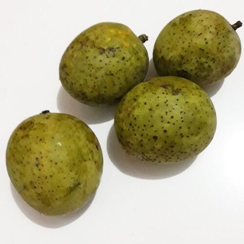 Buah Limus pakel muda bahan Rujak atau Buah Bacang per 1kg | Lazada ...