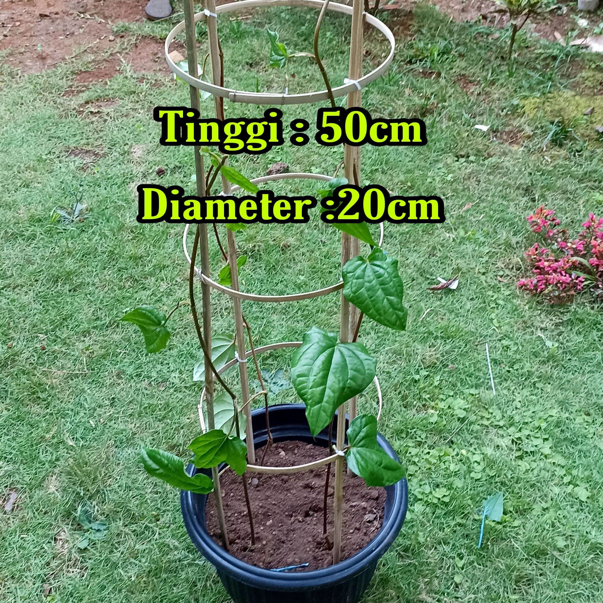Turus Bambu Melingkar/Ajir Penyangga Tanaman | Lazada Indonesia