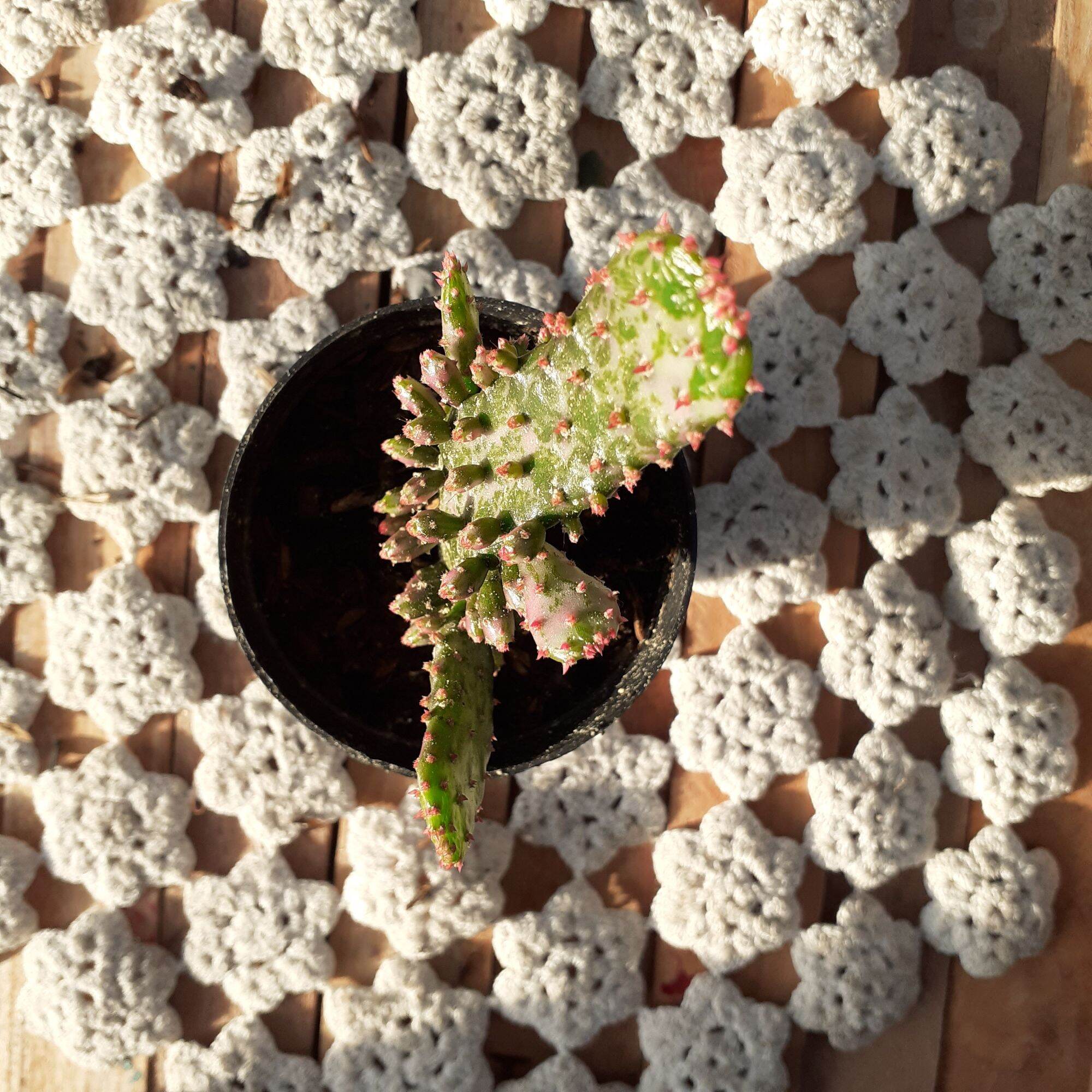 #2- Succulent - PILIH JENIS SEKULEN SESUAI SELERA [Tanaman Hias Sekulen ...