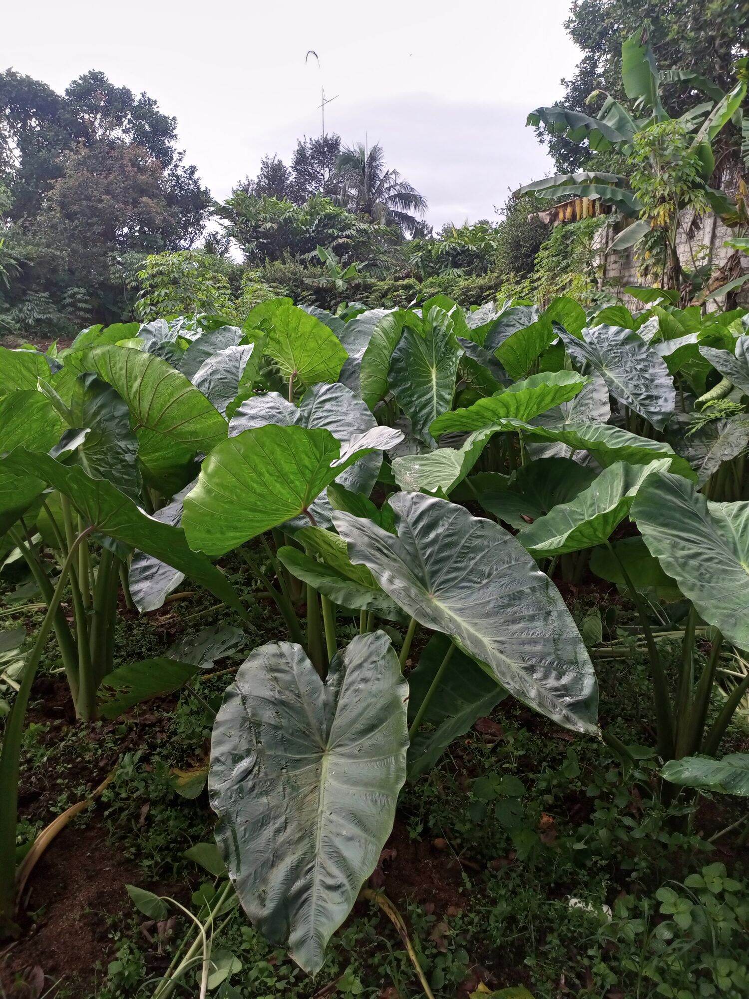 BIBIT TALAS BOGOR /TALAS PRATAMA /per 10 POHON TALAS MERAH TALAS MINYAK ...