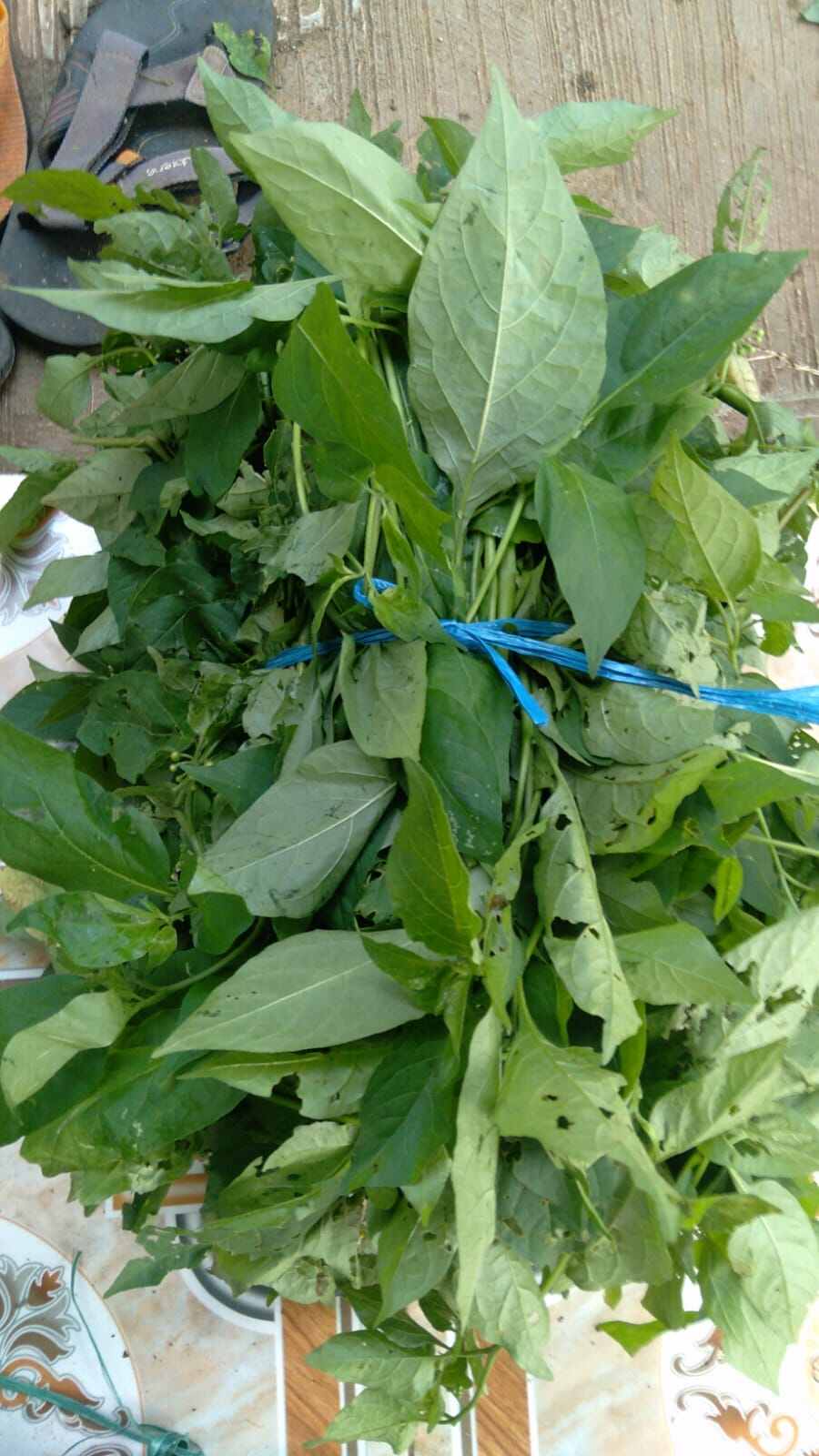 Daun ranti atau lenca hayam segar 500 gram | Lazada Indonesia