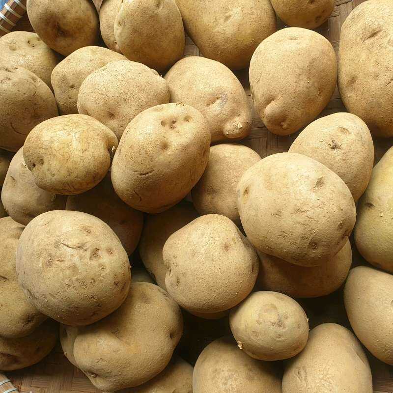 KENTANG DIENG superan | Lazada Indonesia