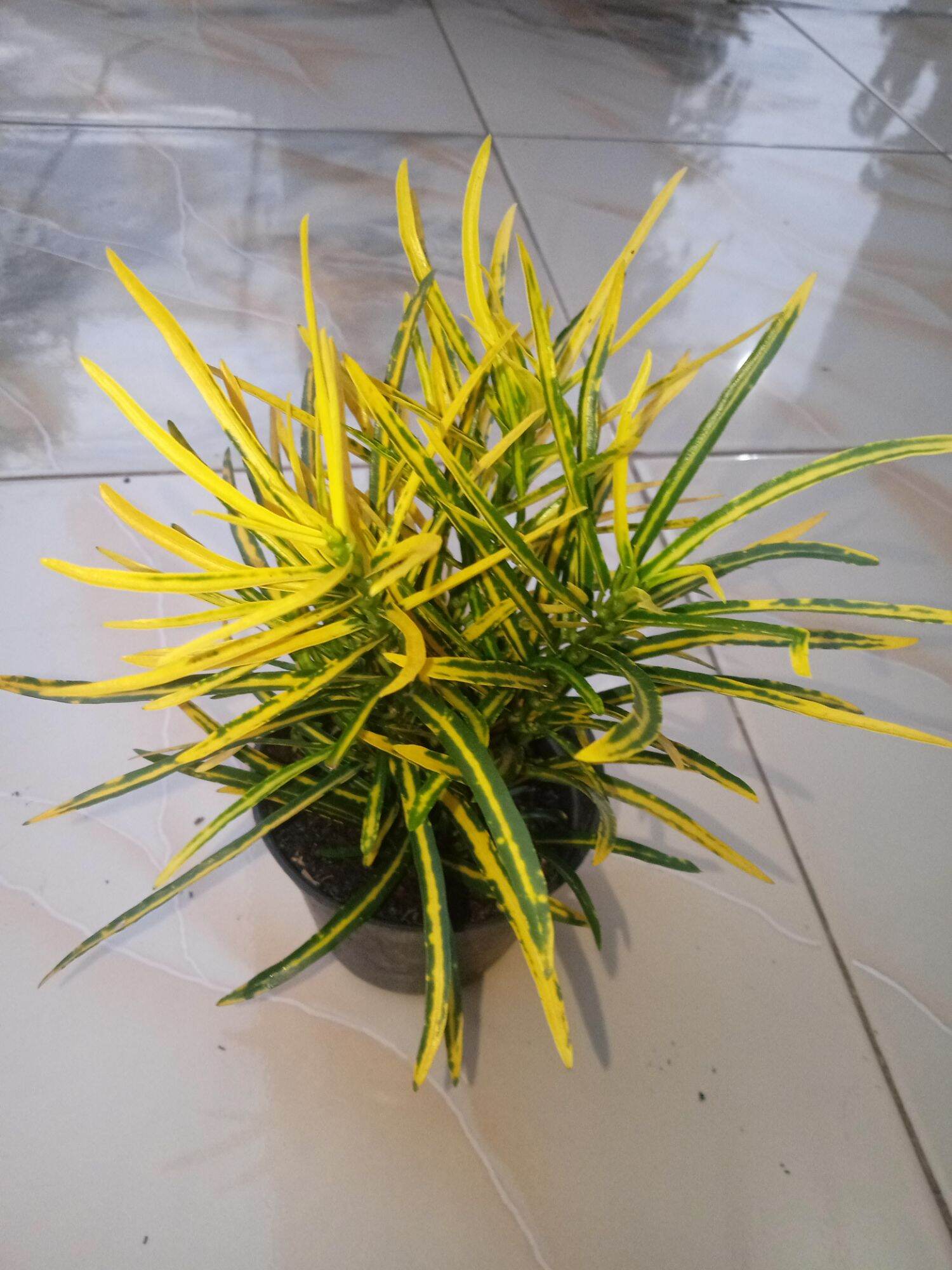 pohon puring teri kuning / tanaman puring teri yeloww | Lazada Indonesia