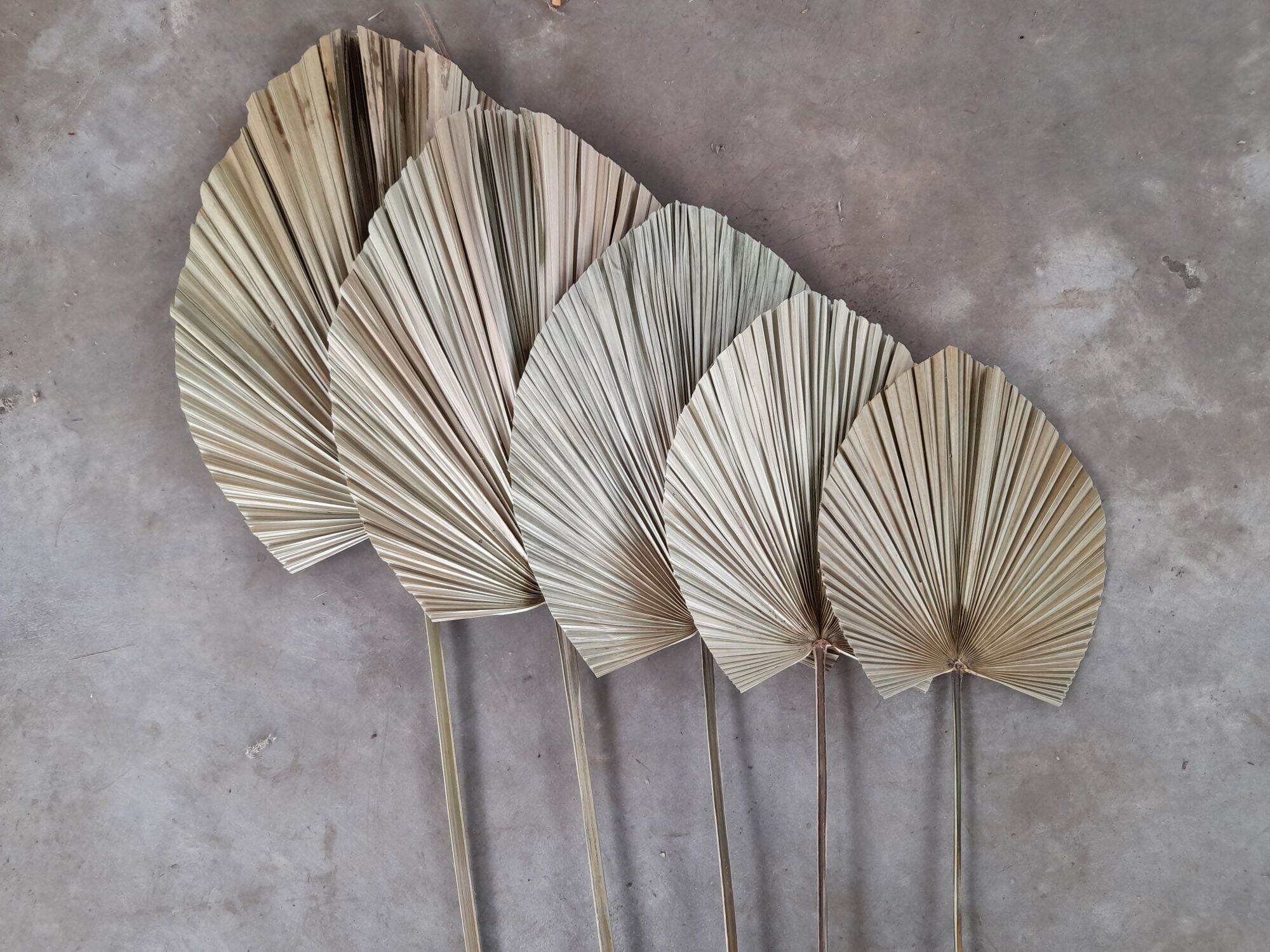 Daun palem kering daun rustic dekorasi | Lazada Indonesia