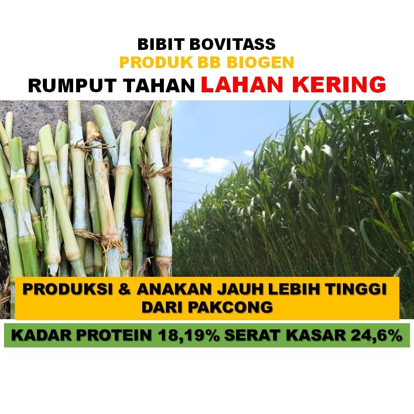 Bibit rumput biograss BB biogen 1k pakan ternak sapi,kambing,kuda ...